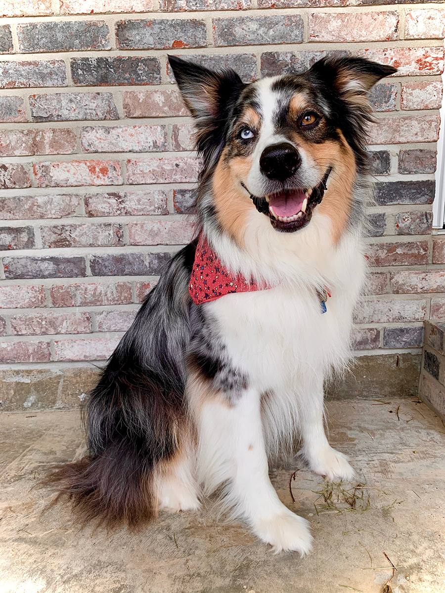 About Us | Duke Veterinary Care